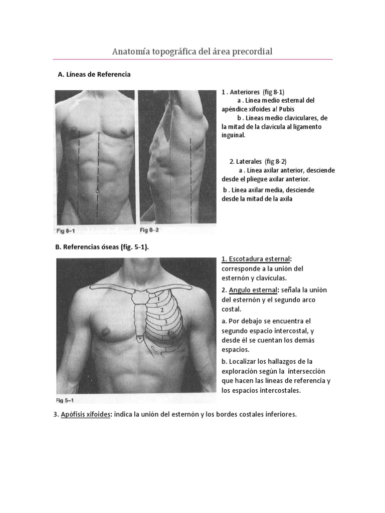 Anatomía Topográfica Del Área Precordial