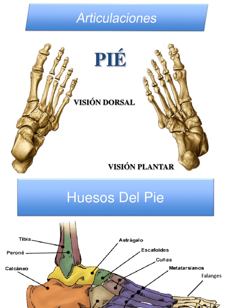 Expo AnatoII 3 Parcial Hermes | PDF | Pie | Anatomía del miembro inferior