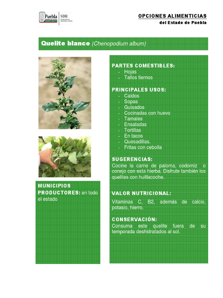 Quelite Blanco PDF | PDF | Cocina norteamericana | Preparación de ...