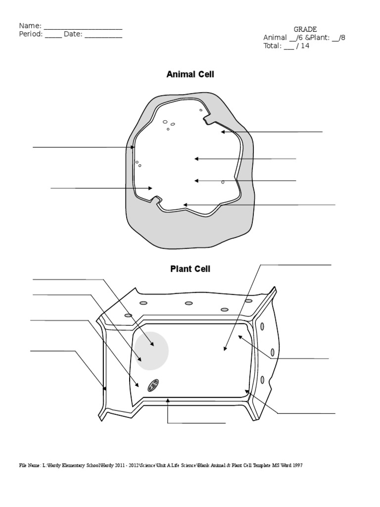 Blank Animal & Plant Cell Template MS Word 1997 | PDF