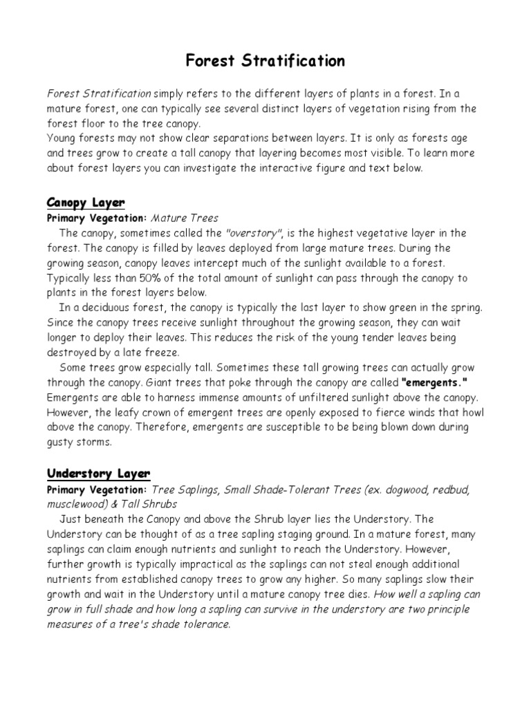 Forest Stratification | PDF | Canopy (Biology) | Trees