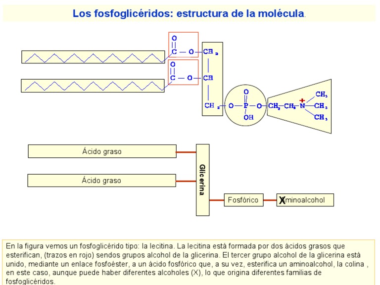 Estructura de los fosfoglicéridos | PDF