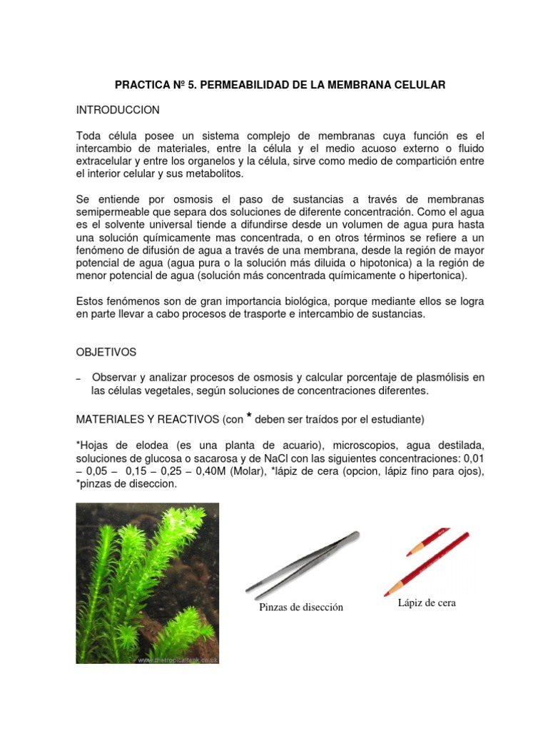 Guia de Laboratorio 5 - Plasmolisis | PDF | Membrana celular | Biología ...