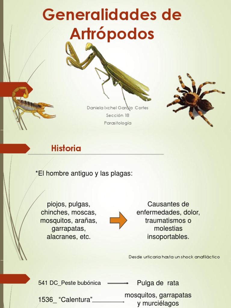 Generalidades de Artrópodos | Insectos | Abdomen