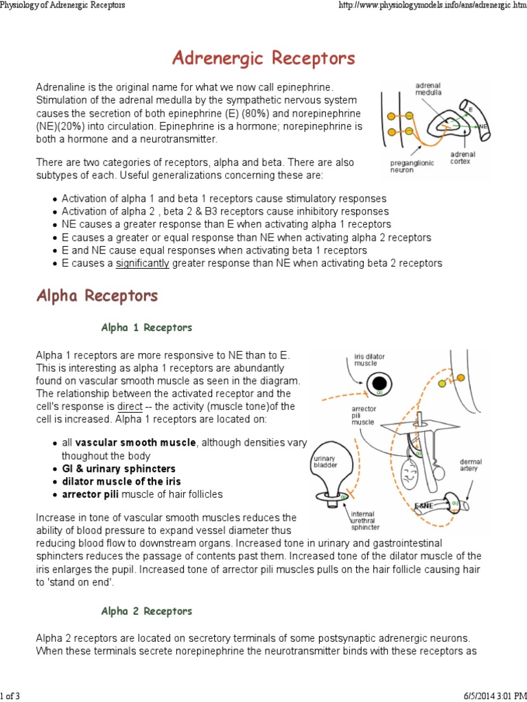 Understanding Adrenergic Receptors | PDF | Norepinephrine | Chemical ...