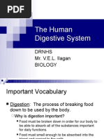 Digestive System Powerpoint | PDF | Digestion | Human Digestive System