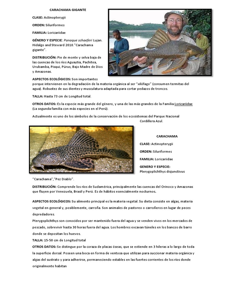 Carachama Gigante | PDF | Ecología | Organismos