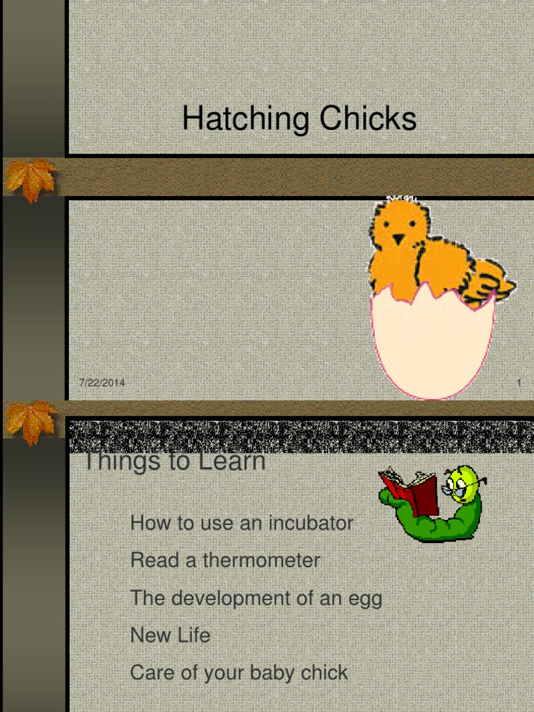 21-Day Chick Hatching Guide | PDF
