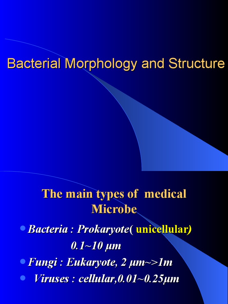 Bacterial Morphology and Structure | PDF | Bacteria | Cell (Biology)