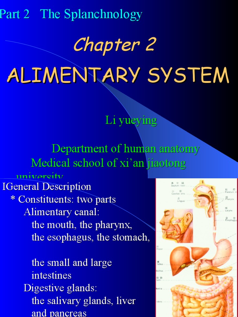 Alimentary System | PDF | Liver | Human Digestive System