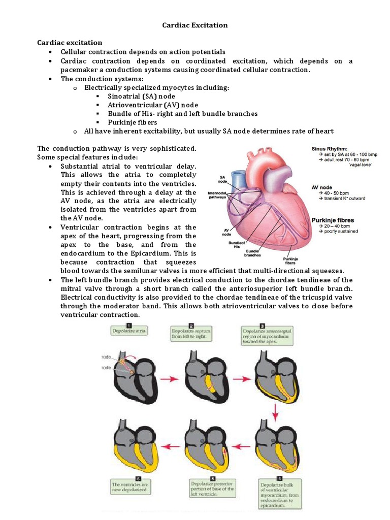 Cardiac Excitation | Heart Valve | Heart