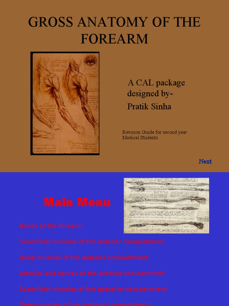 Gross Anatomy of The Forearm: A CAL Package Designed By-Pratik Sinha ...