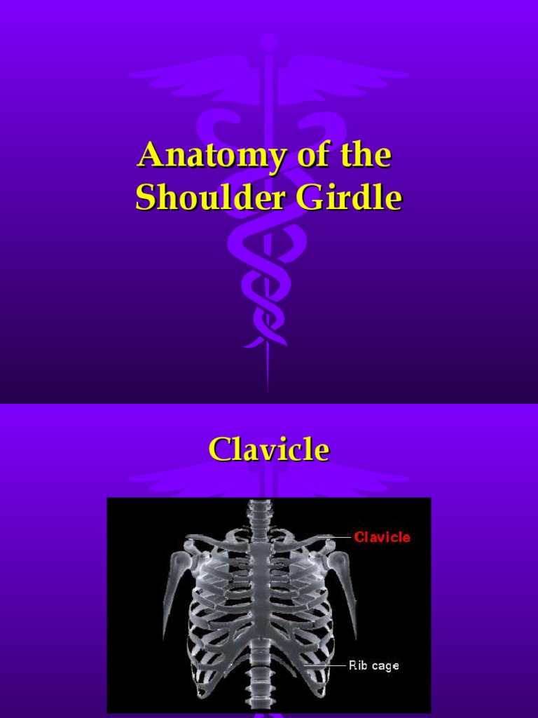Shoulder Girdle Anatomy Overview | PDF | Science & Mathematics