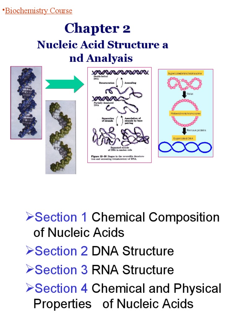 chapter 2 nucleic acid | Nucleotides | Directionality (Molecular Biology)