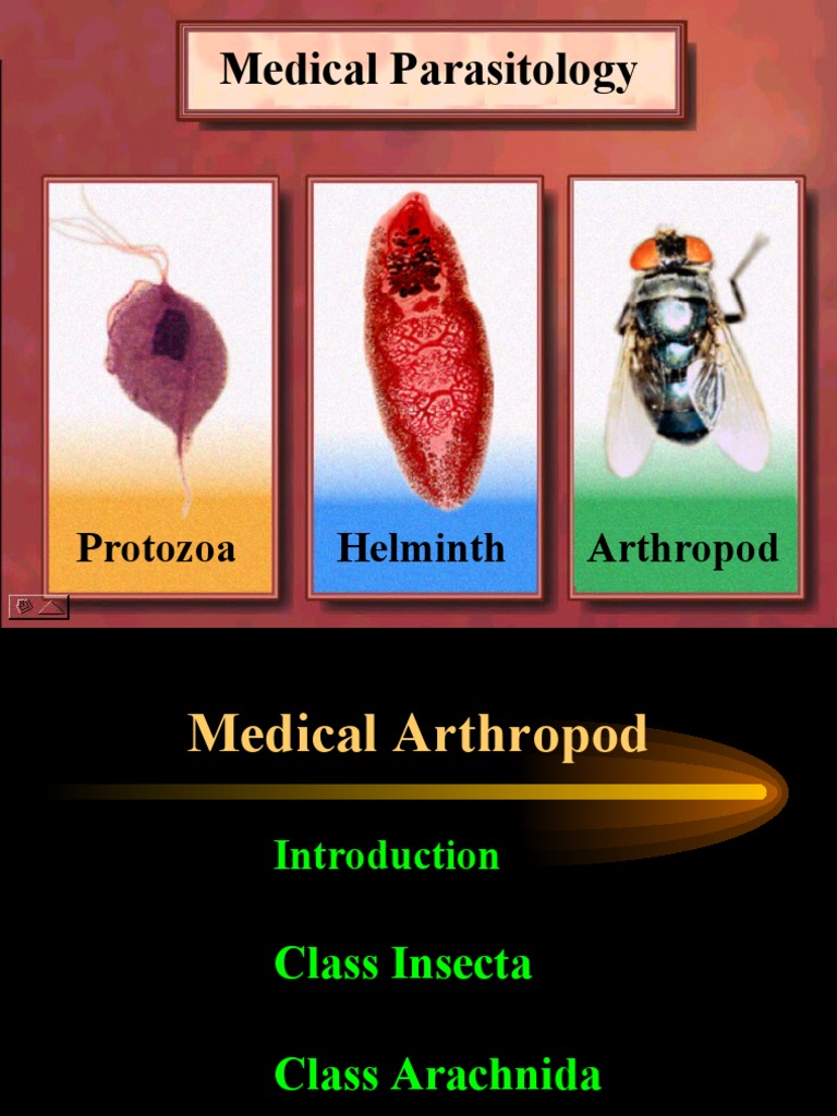 Medical Parasitology: Protozoa Helminth Arthropod | PDF | Mosquito | Fly