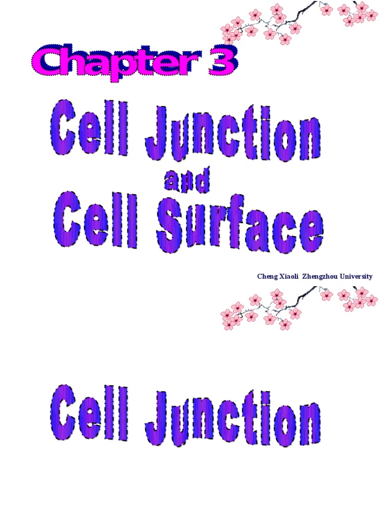 07-3-3cell Junction Surface | PDF | Cell Adhesion | Cell Membrane