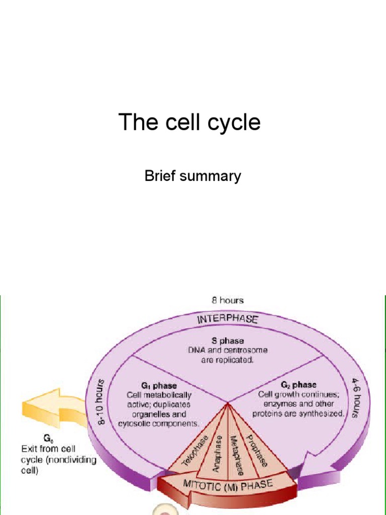 Cell Cycle Components Overview | PDF
