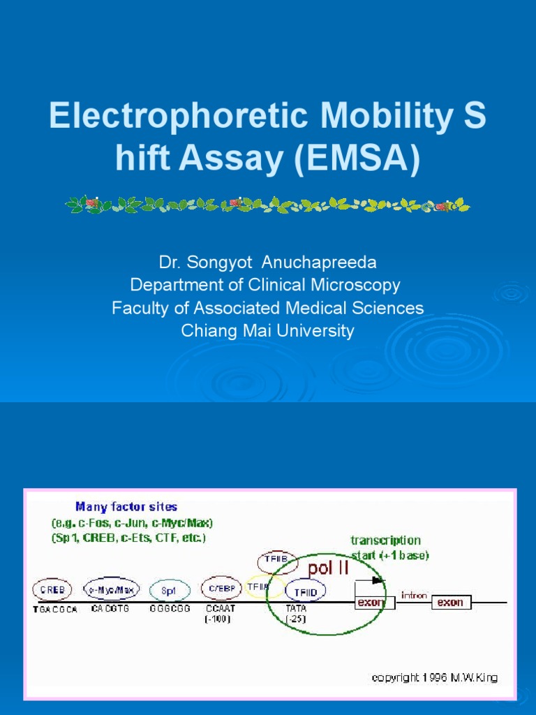 Electrophoretic Mobility Shift Assay (EMSA) AMS 501795 | PDF | Gel ...