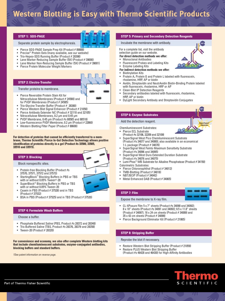 INT WB Steps | PDF | Western Blot | Biotechnology