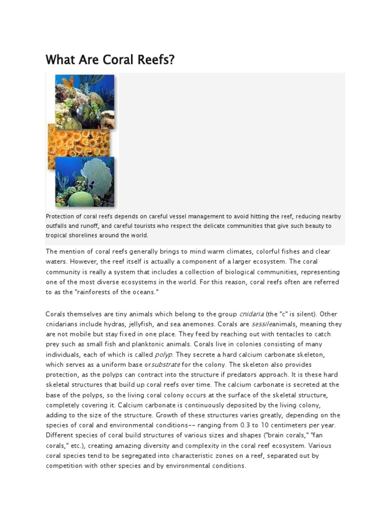What Are Coral Reefs | PDF | Coral Reef | Coral