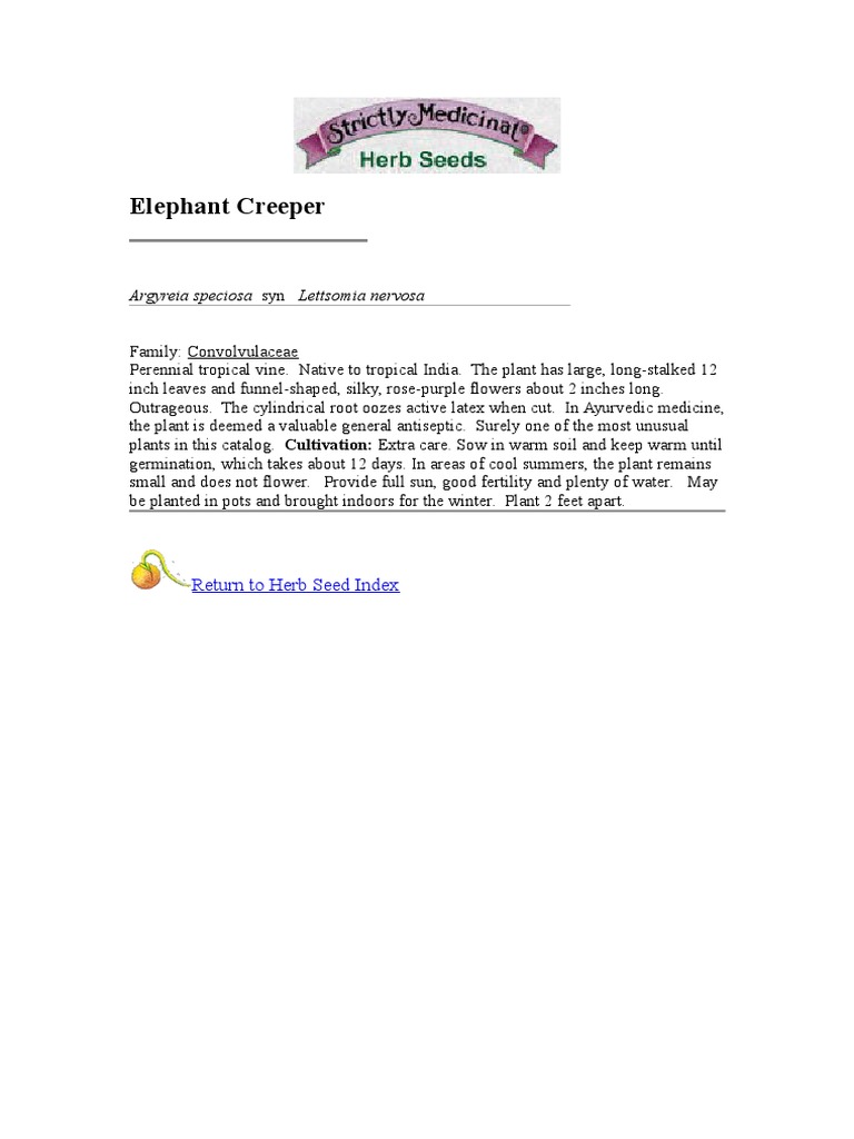 Elephant Creeper: Argyreia Speciosa Syn Lettsomia Nervosa | PDF | Home ...