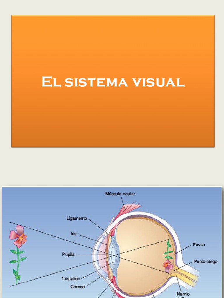 El Sistema Visual | PDF | Percepción visual | Retina