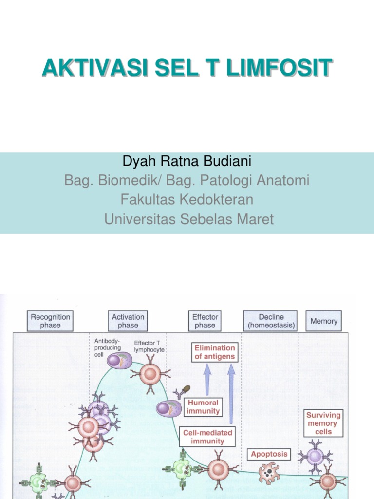 Aktivasi Sel T Limfosit | PDF | T Cell | Interleukin 2