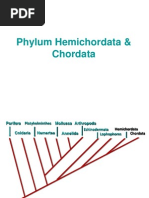 Fish Nares: Smell Mechanism Explained | PDF | Olfaction | Fish