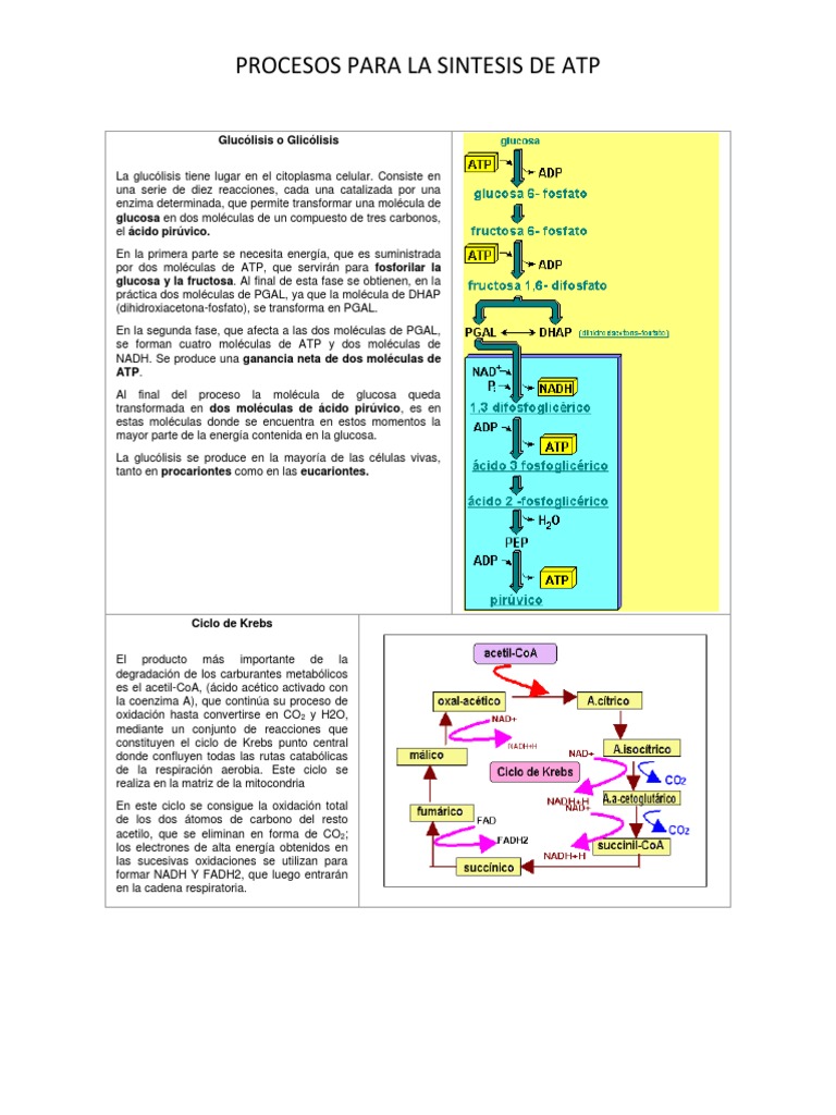 Síntesis de ATP: Procesos Clave | PDF | Cadena de transporte de ...
