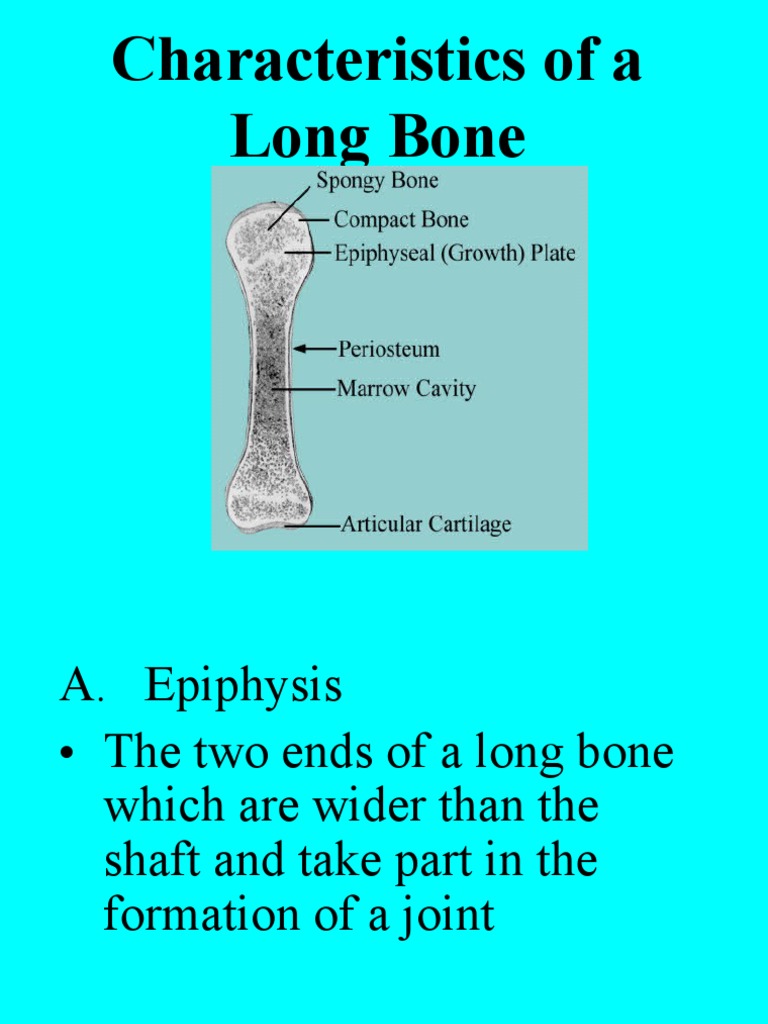 Characteristics of Long Bones Explained | PDF | Bone | Cartilage