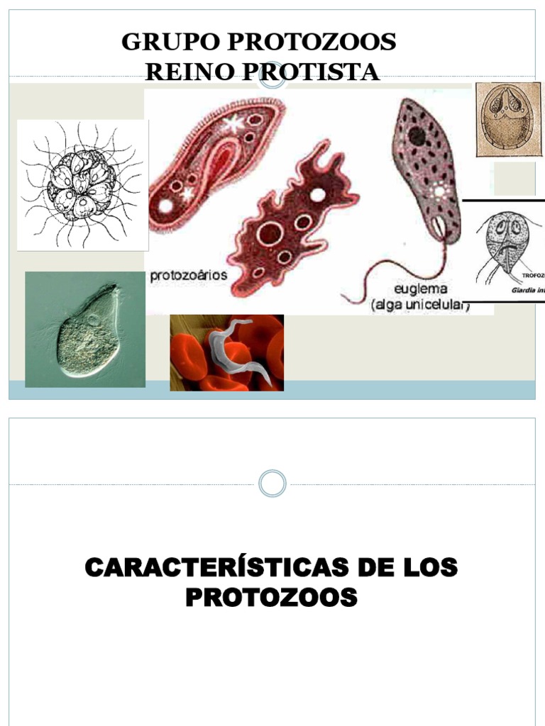 LOS PROTOZOOS.pptx | Organisms | Cell Biology