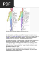 Dermatomas | PDF | Nervio | Pie