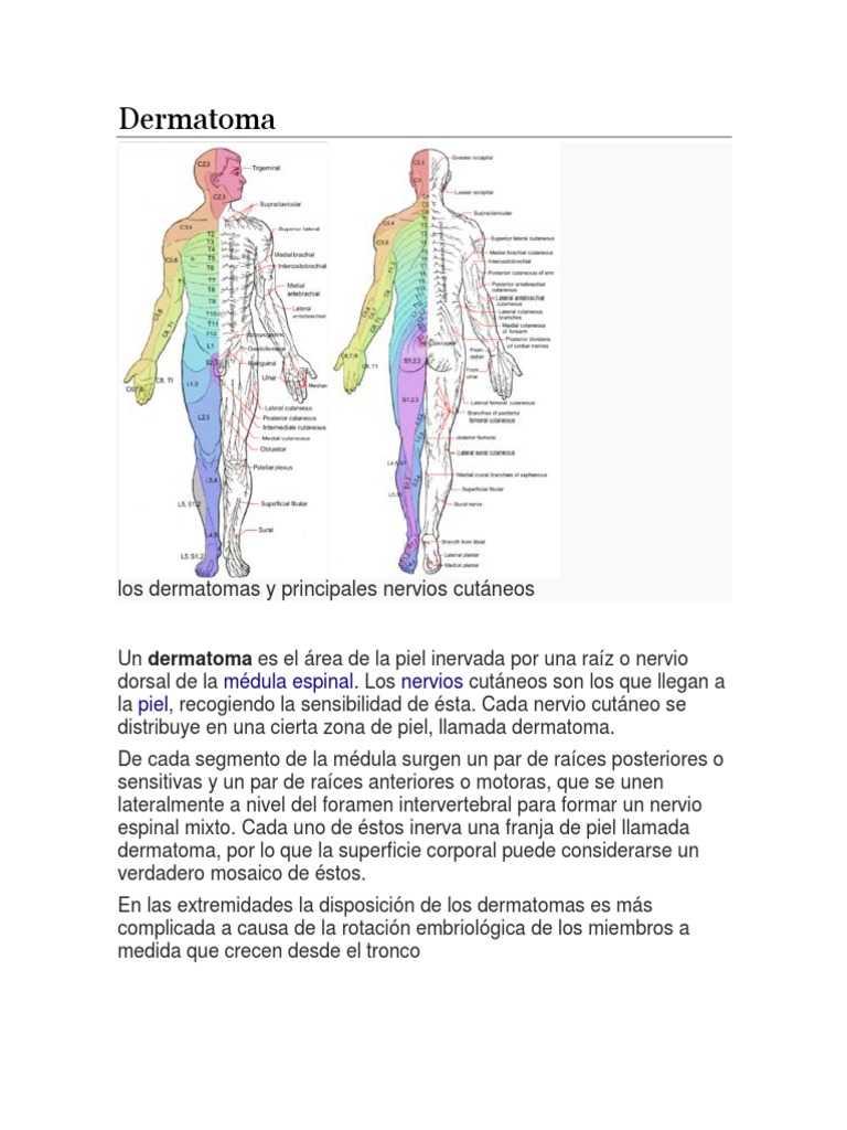 Dermatoma, Miotoma, Metarona - Conexionmes Cutaneas Con Medula Espinal ...