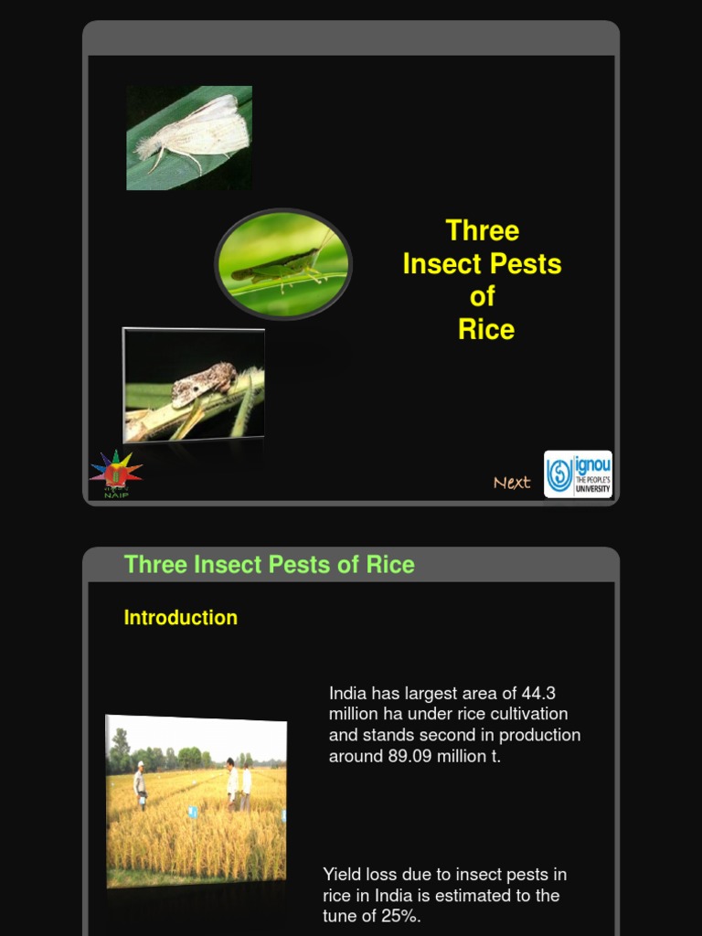 Three Insec Pests of Rice | PDF | Insects | Rice