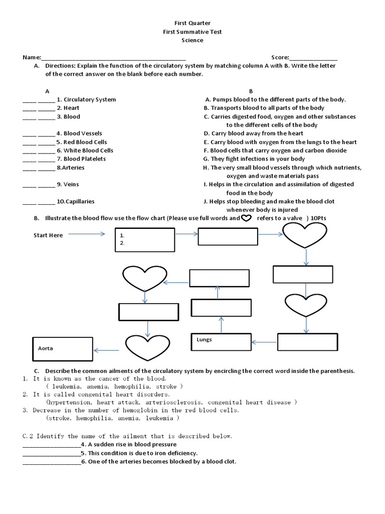First Summative Test | PDF | Blood | Circulatory System