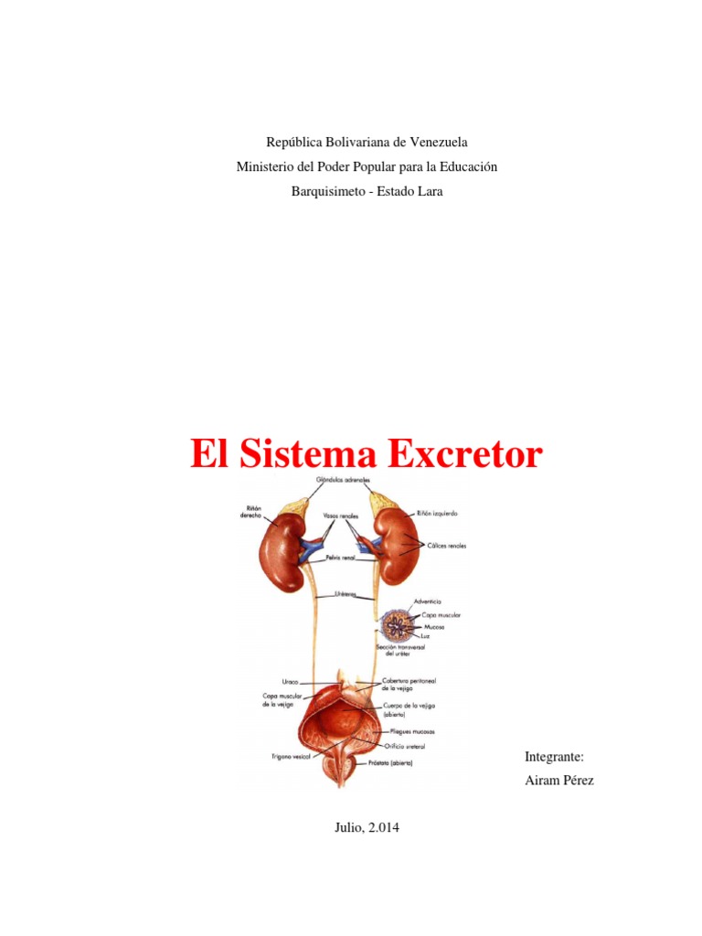 El Sistema Excretor | Riñón | Hígado