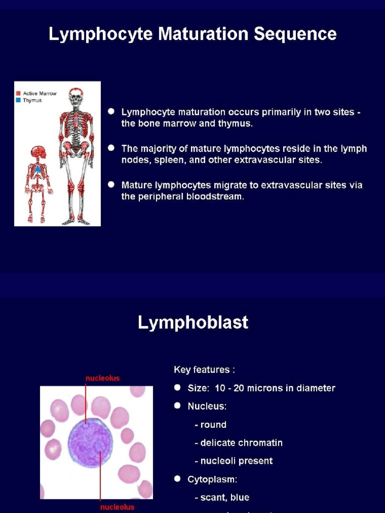 WBC-Lymphocyte Maturation | PDF