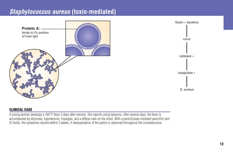 Staphylococcus aureus Protein A in TSS | PDF