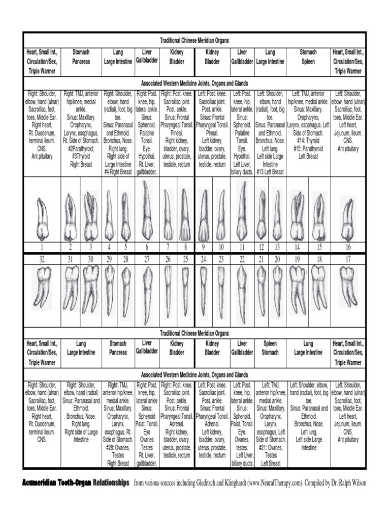Tooth Organs Chart | PDF | Gallbladder | Digestive System