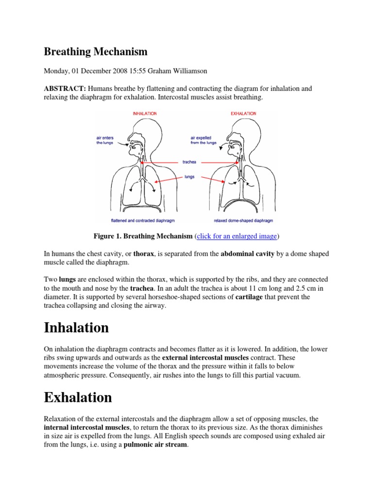 Breathing Mechanism | PDF