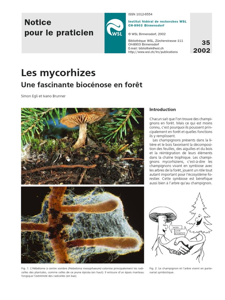 Fungi | PDF | Champignons | Racine