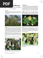 Tree Identification Cards | PDF | Flora | Trees