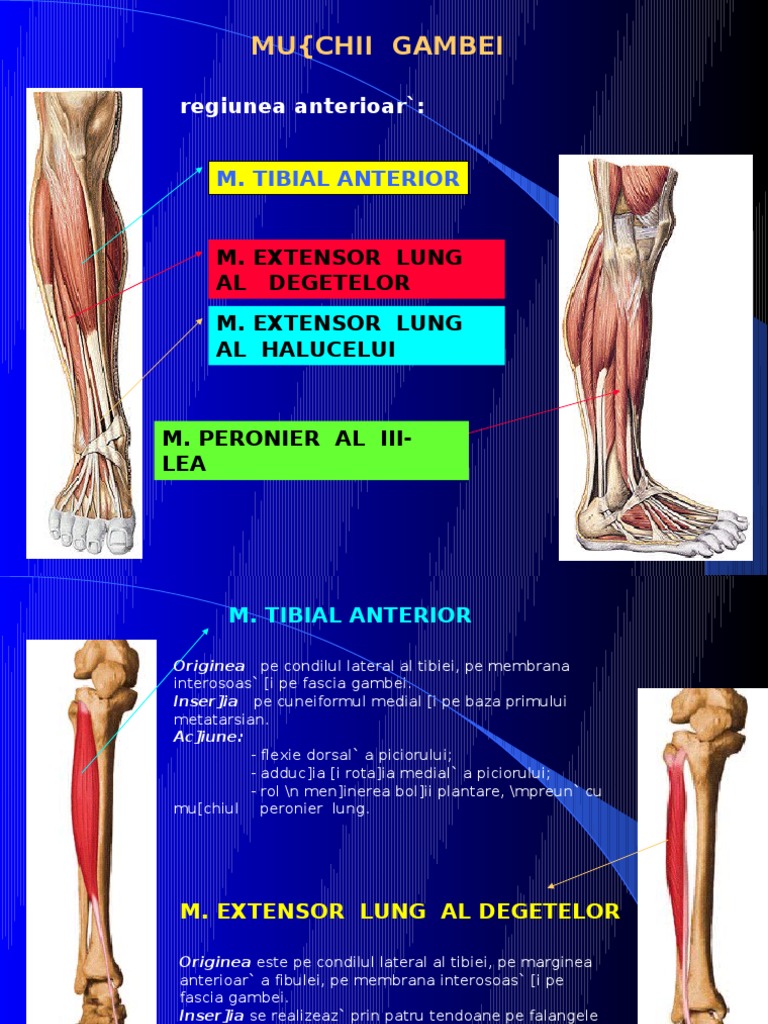 Muschii Gambei | PDF