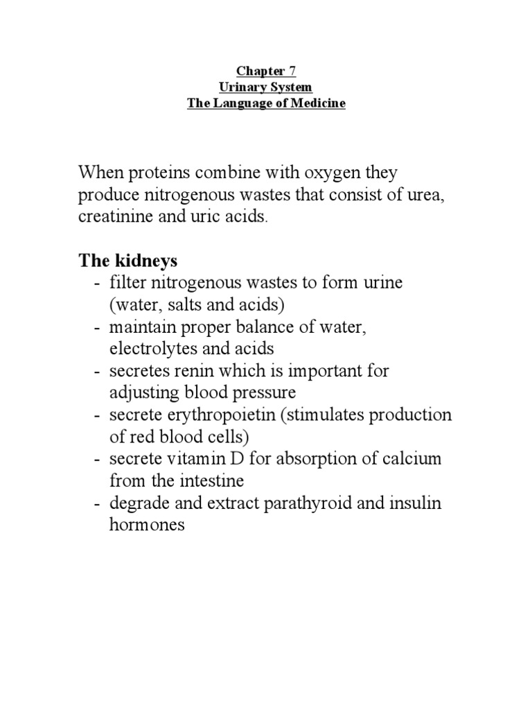 Chapter 7 - Urinary System | PDF | Kidney | Urinary System