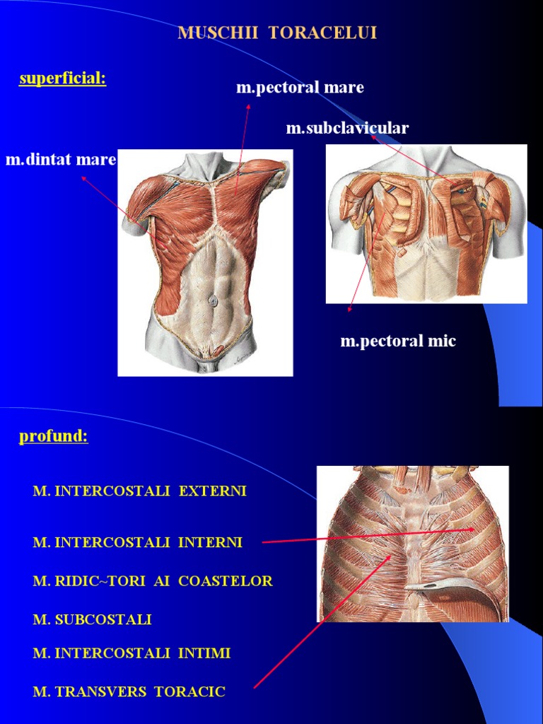 Muschii Toracelui | PDF