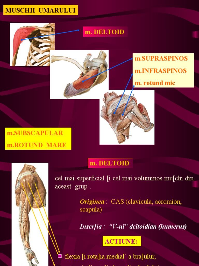 Muschii Umarului | PDF