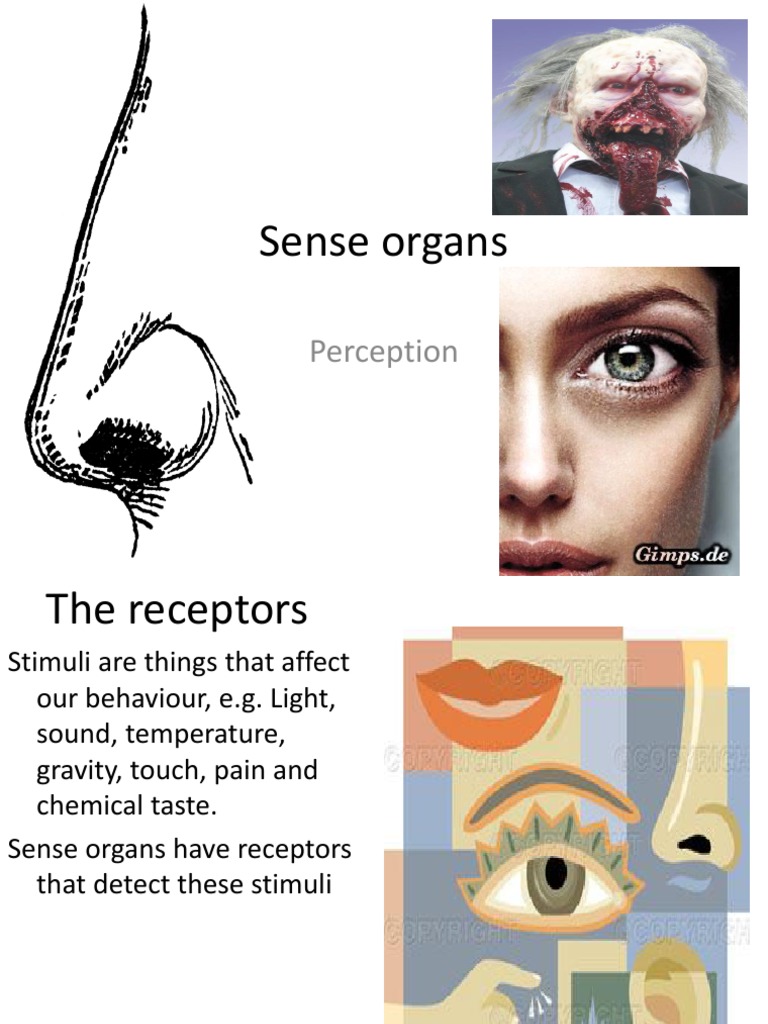 Chapter 11 Sense Organs | PDF | Eye | Ear