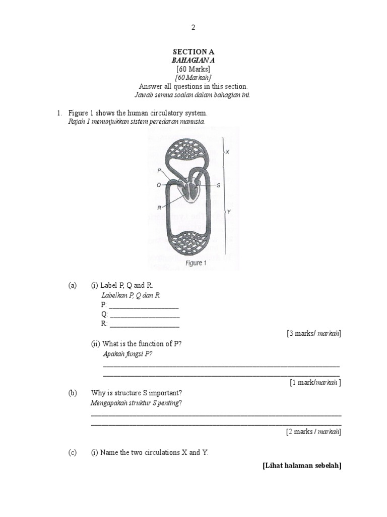 Human Circulatory and Immune Systems Exam | PDF