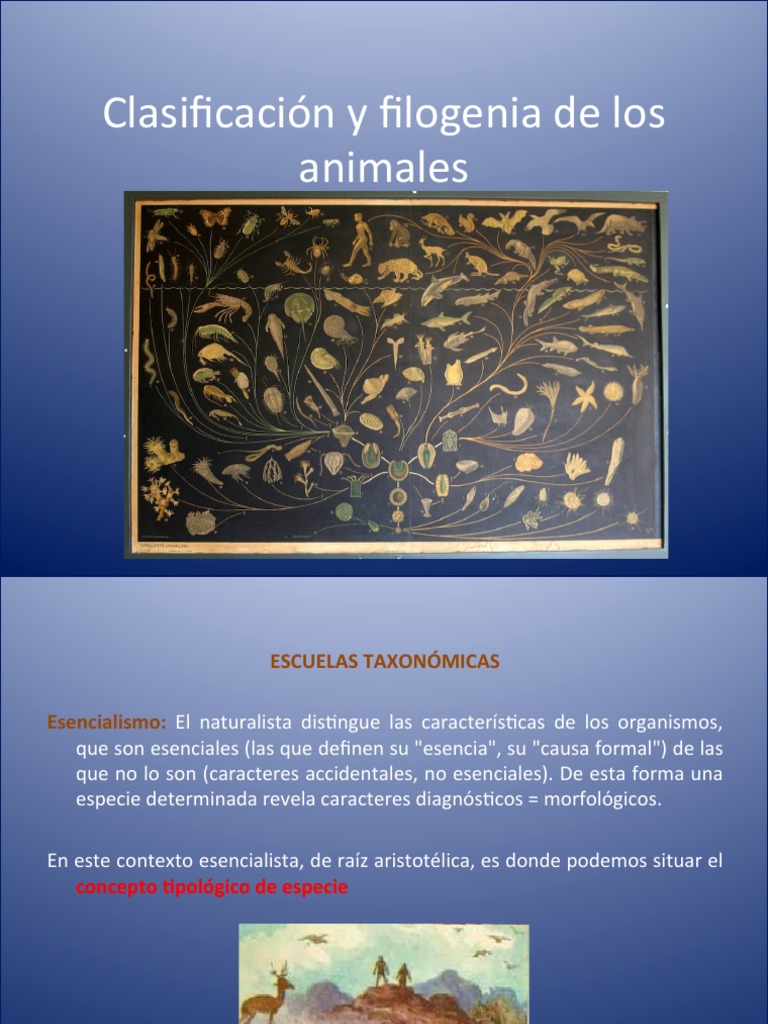 Clasificación y Filogenia de Los Animales | Filogenética | Evolución ...