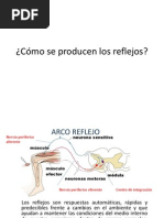 Regulación Nerviosa de La Corriente Sanguínea | PDF | Corazón | Sistema ...
